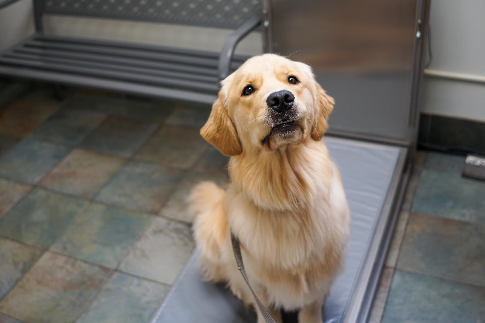 Pet Dental Care - Excelsior Animal Hospital