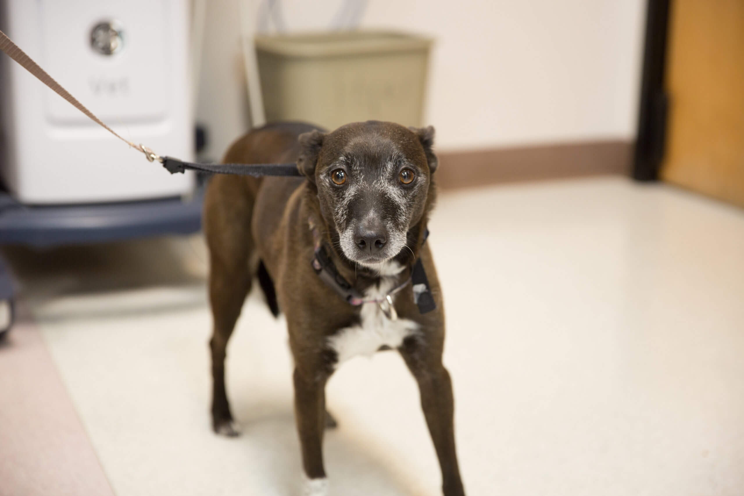 Tour - Excelsior Animal Hospital