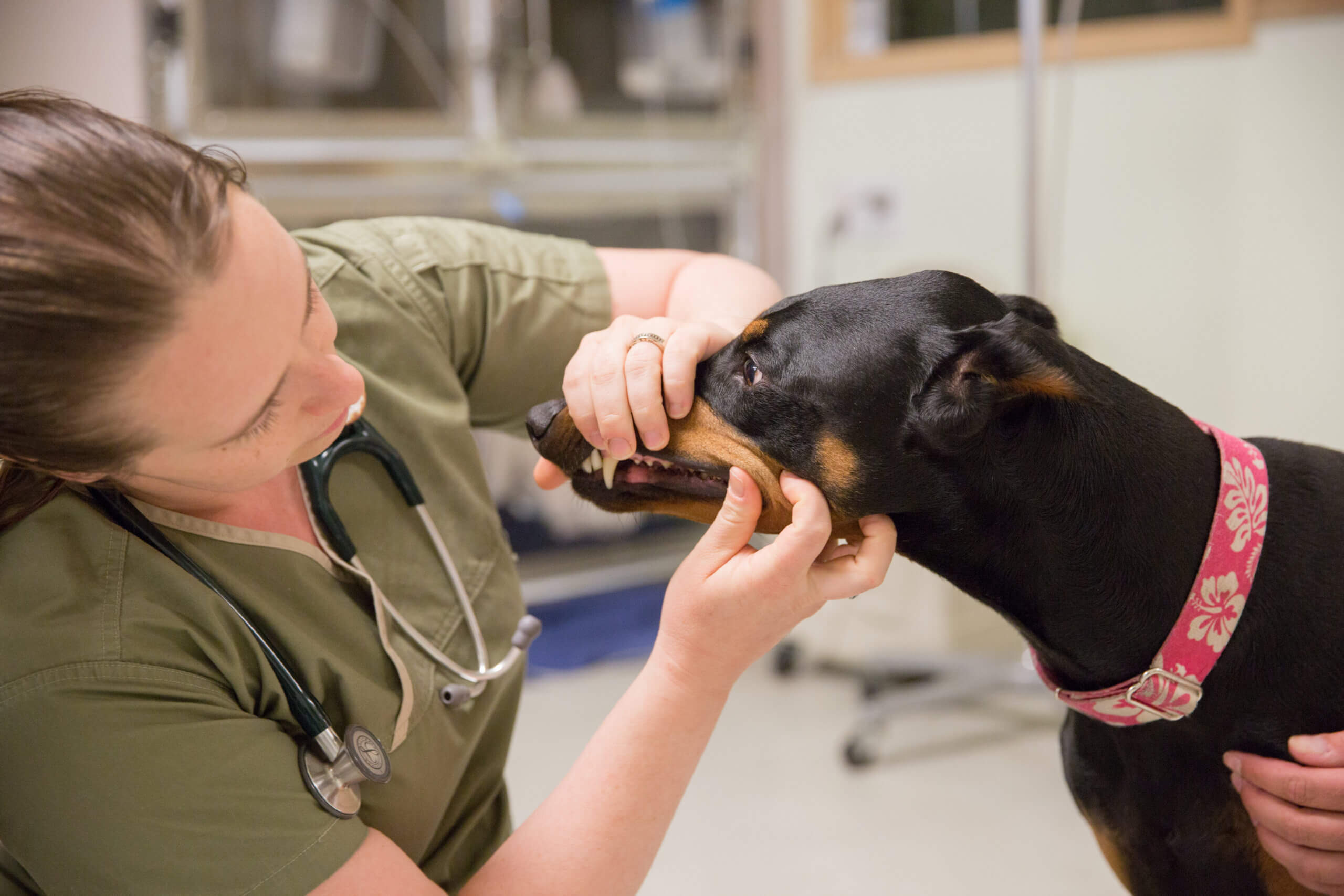 Book Appointment - Excelsior Animal Hospital
