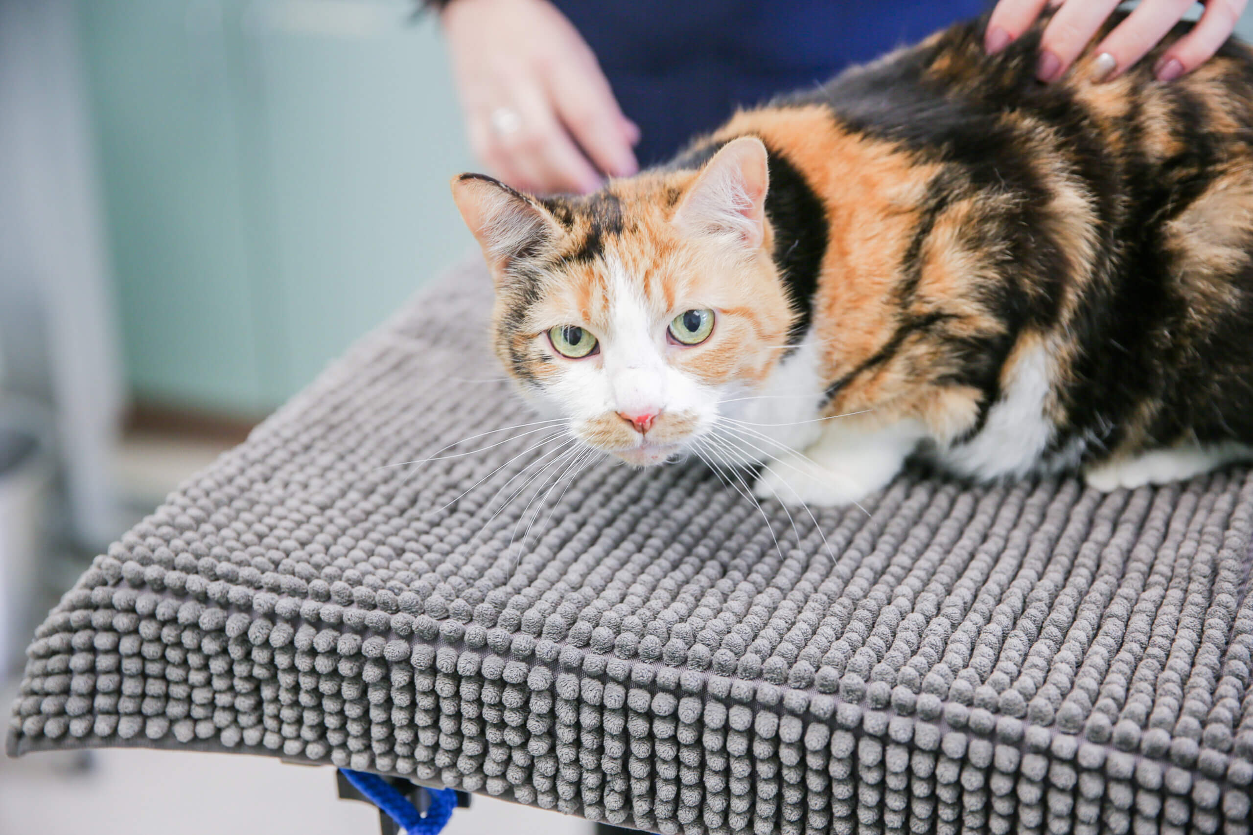 Veterinary Careers - Excelsior Animal Hospital