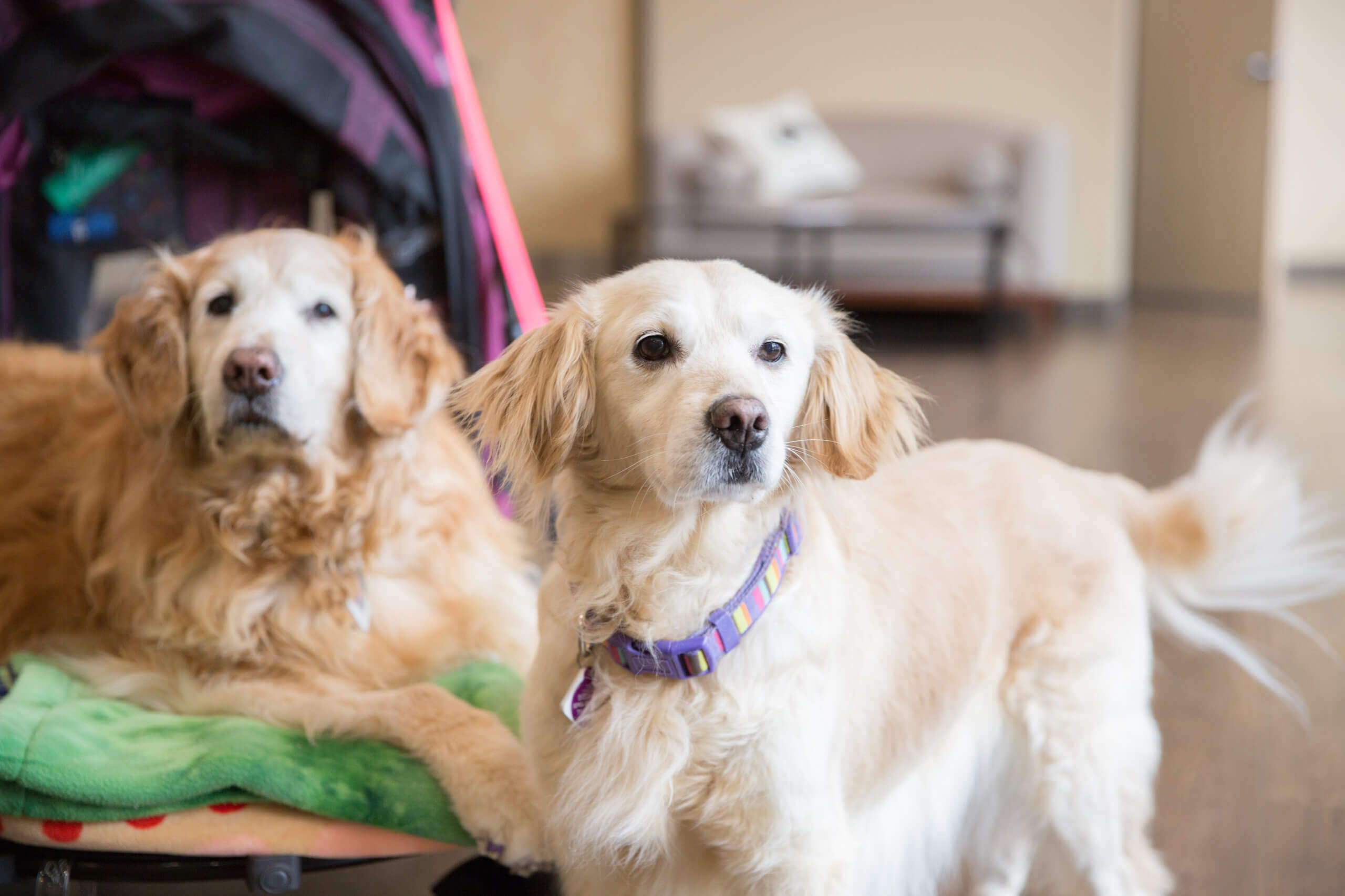 Our Location - Excelsior Animal Hospital